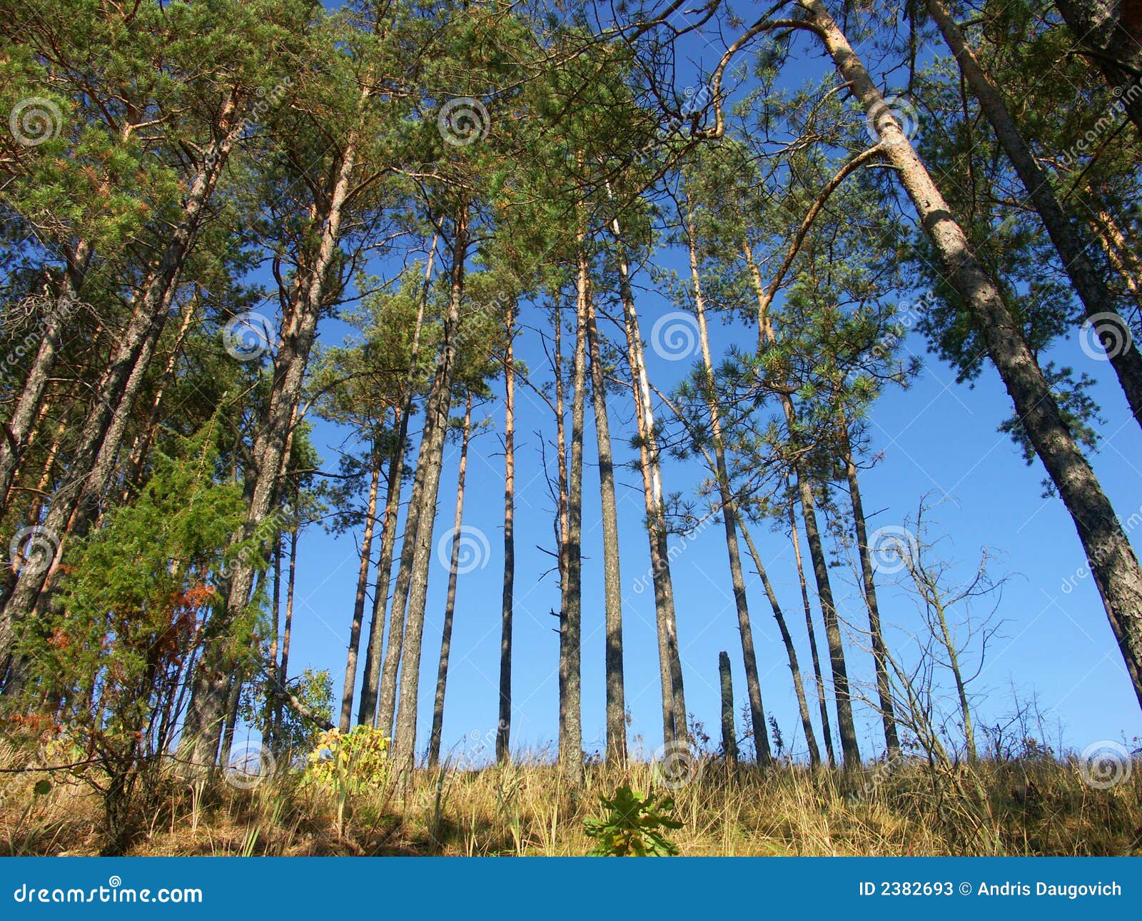 Forêt de pin image stock. Image du destination, horizontal - 2382693