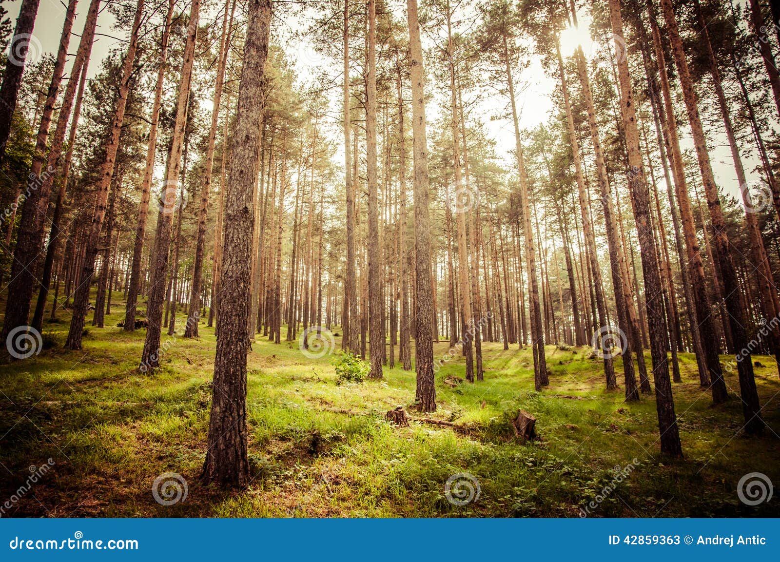 Forêt de pin image stock. Image du serbie, arbres, soirée - 42859363
