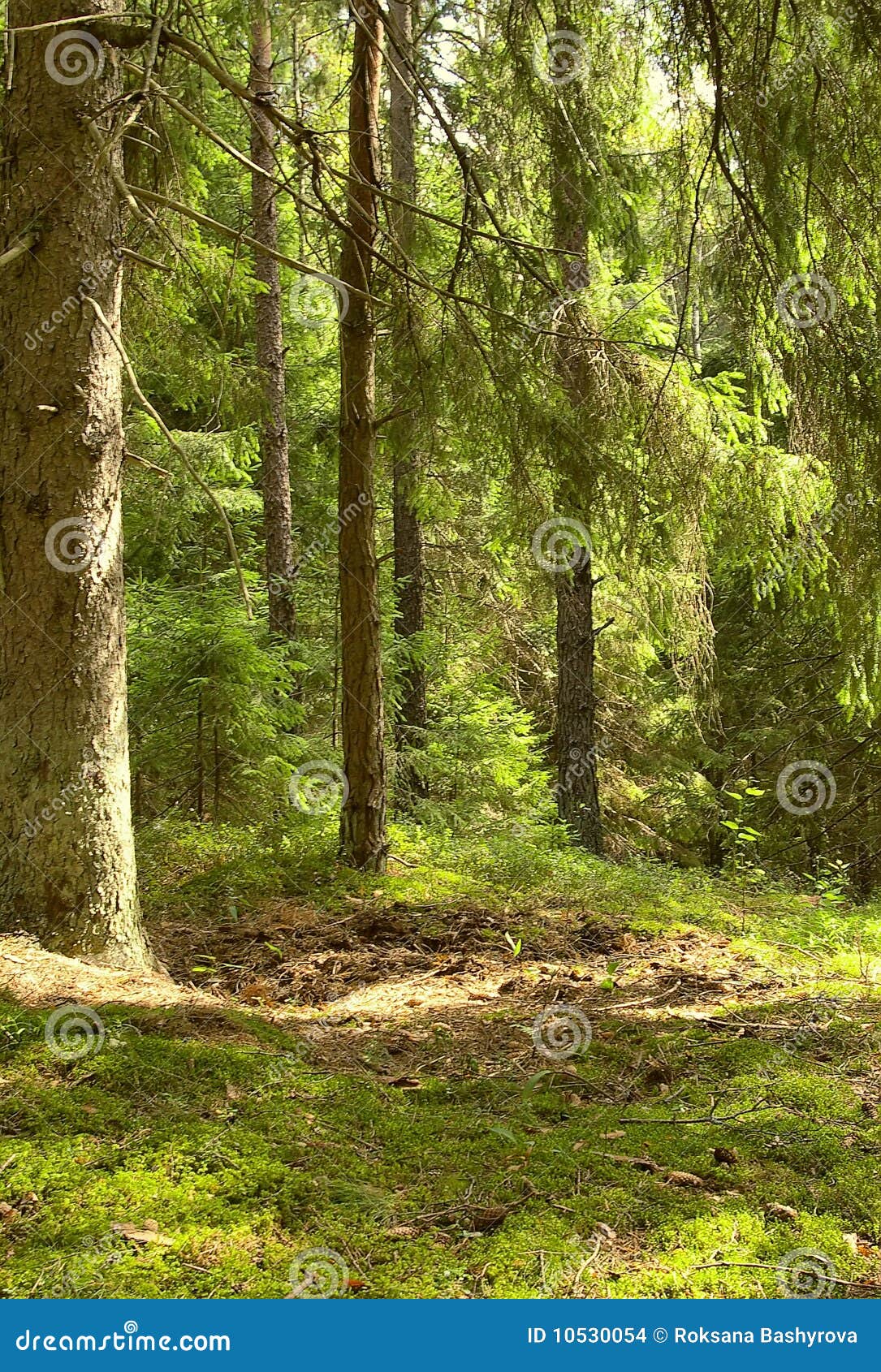 Forêt de sapin photo stock. Image du inculte, normal - 10530054