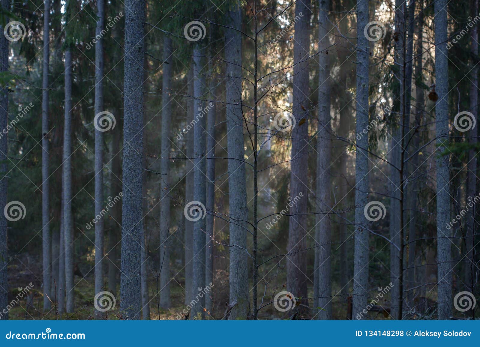 Forêt de sapin photo stock. Image du arbre, brouillard - 134148298