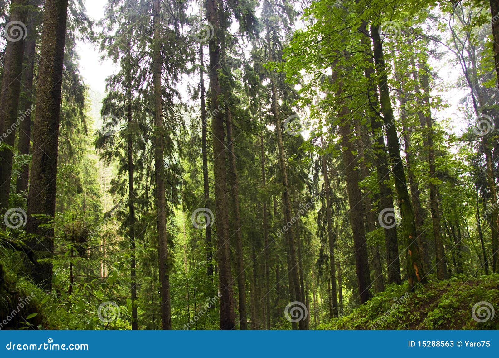 Forêt de sapin image stock. Image du forêt, carpathien - 15288563