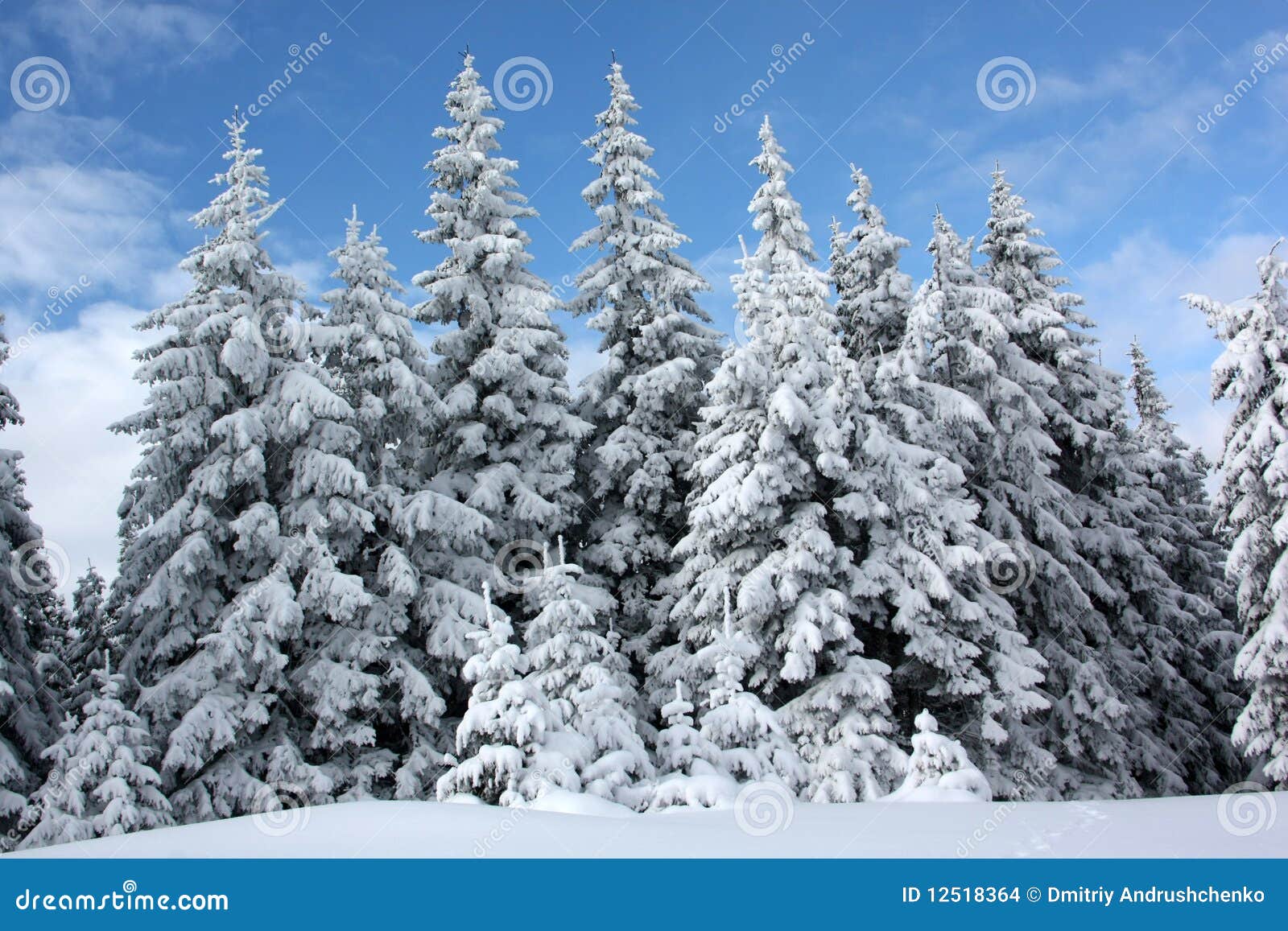 Forêt de sapin de l'hiver photo stock. Image du bleu - 12518364