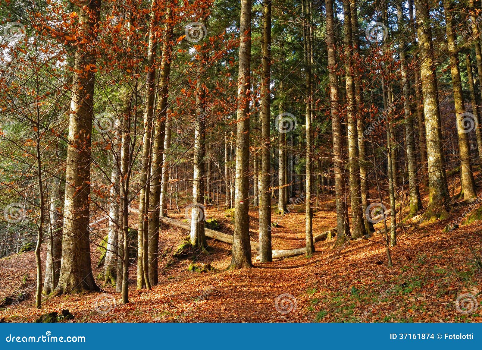 Forêt de sapin en automne photo stock. Image du rêve - 37161874