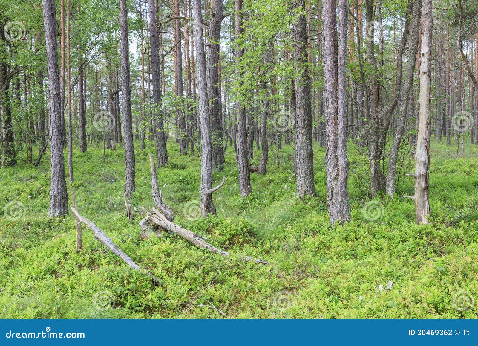 Forêt de Taiga photo stock. Image du scène, forêt, conifères - 30469362