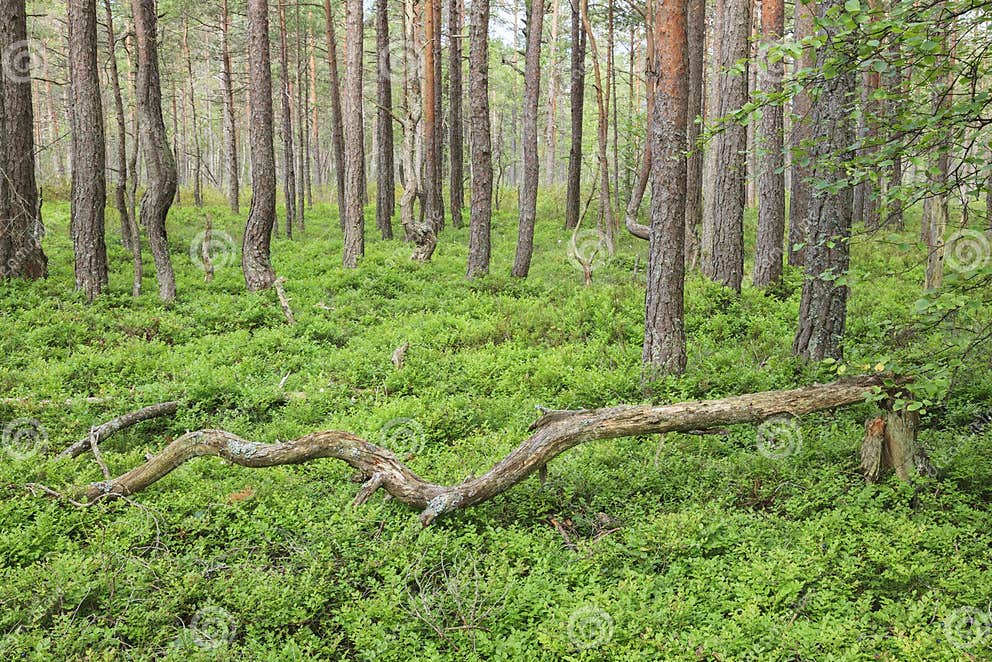 Forêt de Taiga image stock. Image du scène, forêt, bois - 30917353
