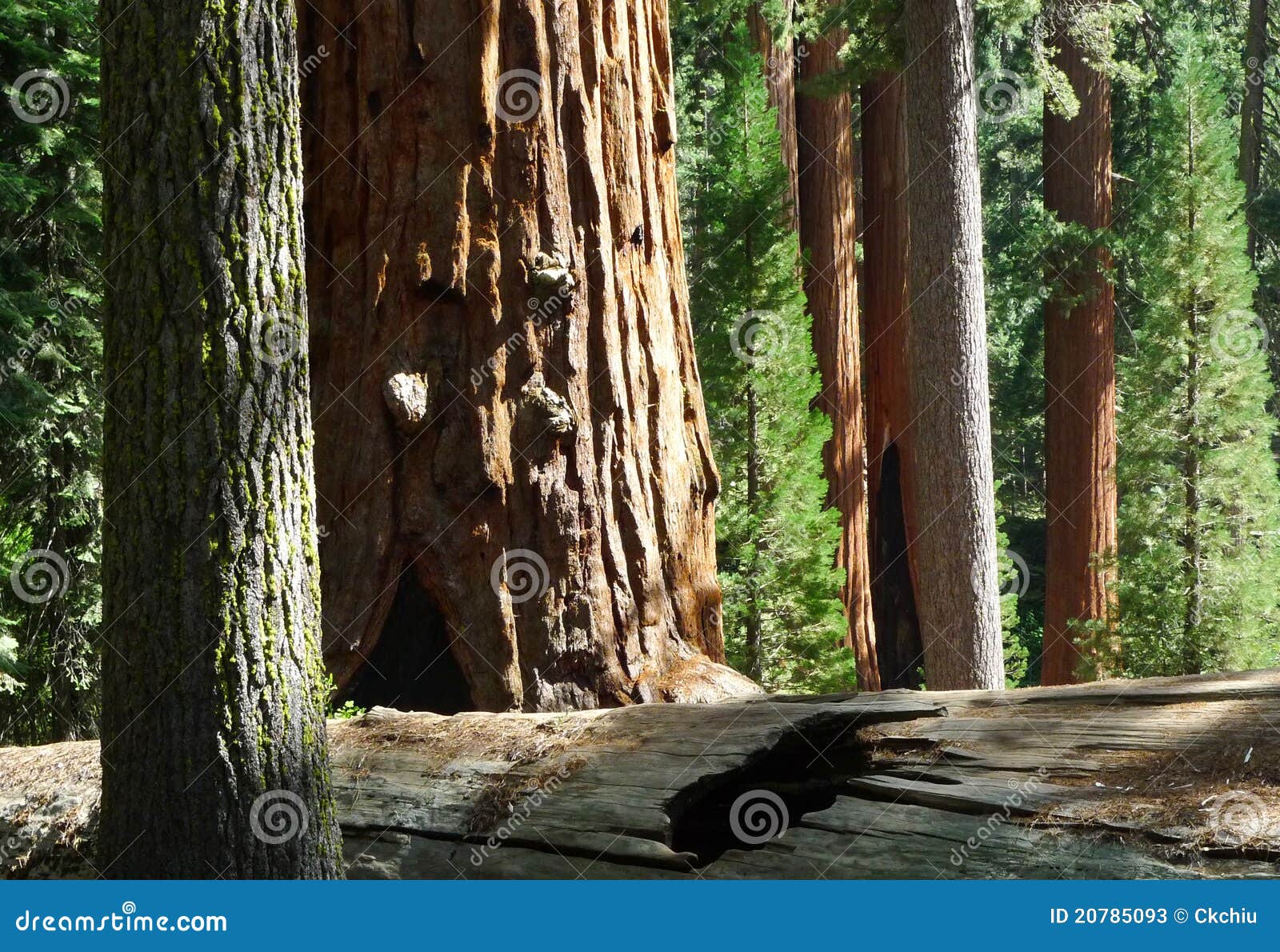 Forêt dense image stock. Image du écorce, cèdre, nord - 20785093