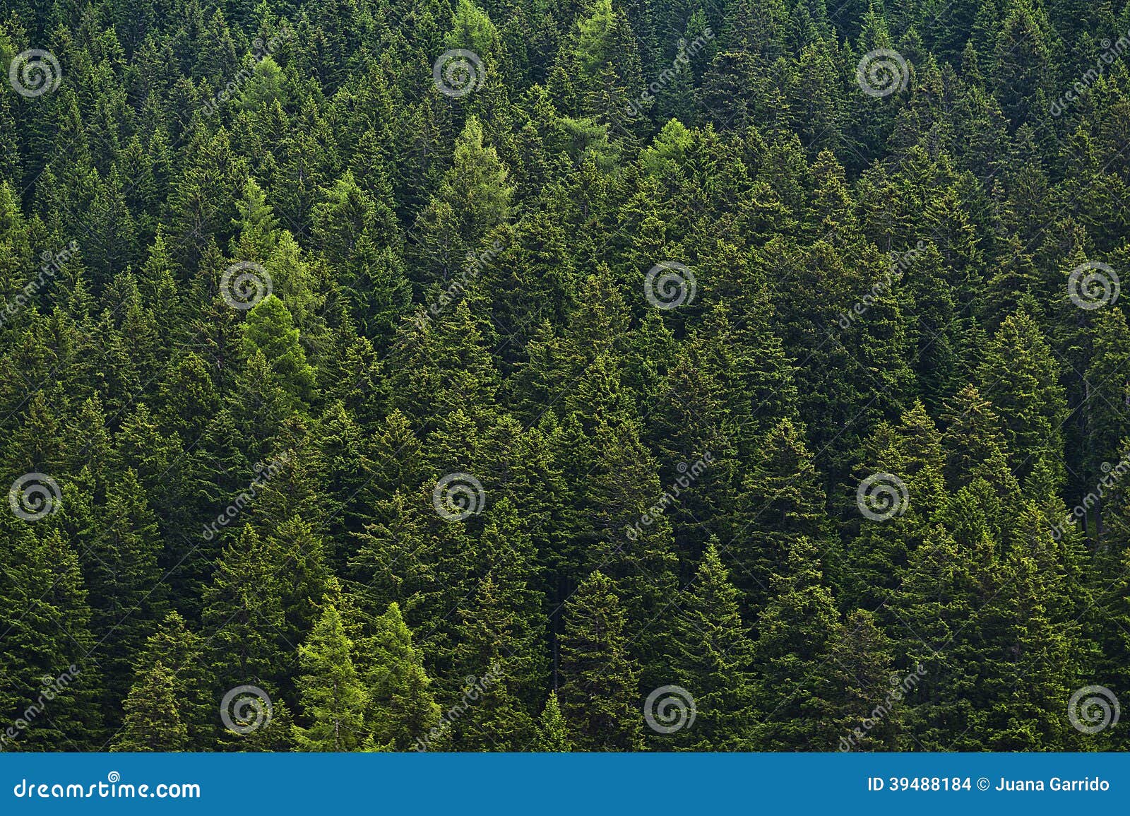 Forêt dense photo stock. Image du été, vert, détendez - 39488184