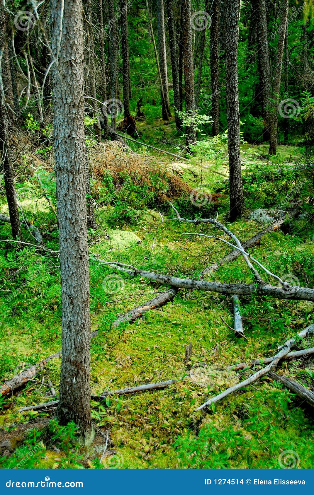 Forêt foncée photo stock. Image du protégé, ambiant, automne - 1274514