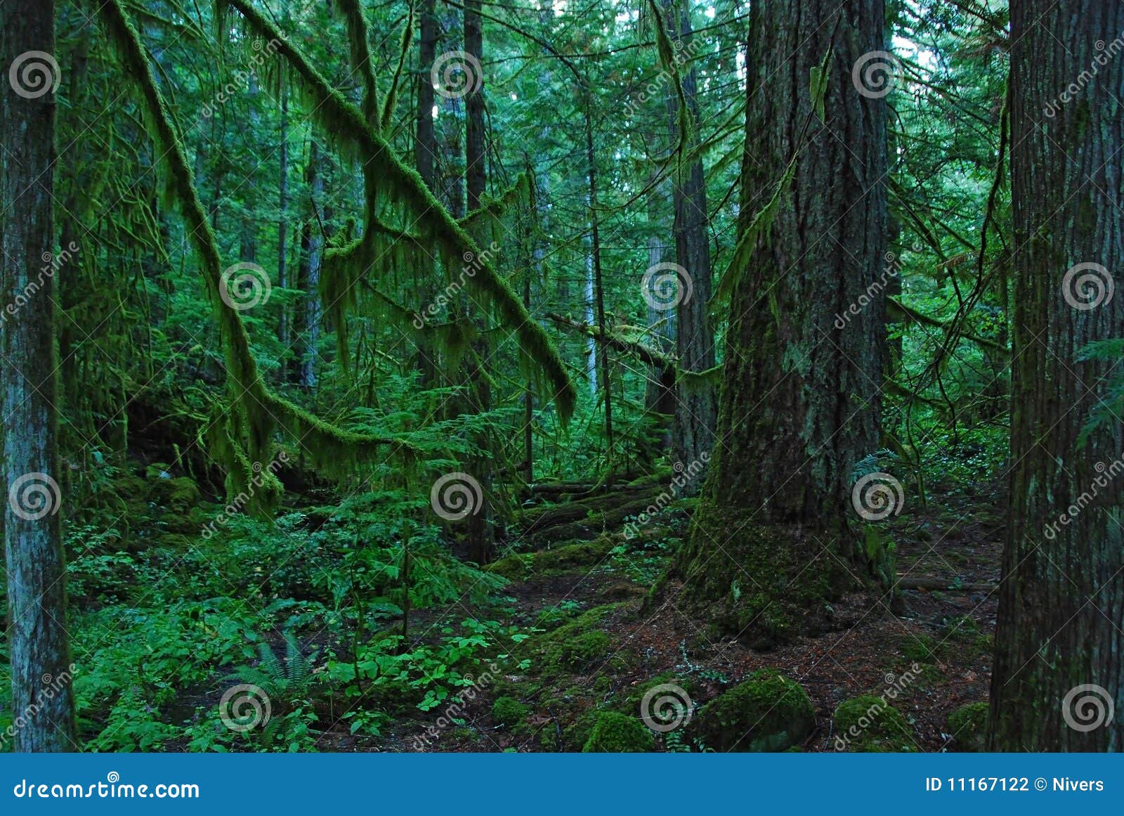 Forêt humide photo stock. Image du longtemps, lame, lumière - 11167122