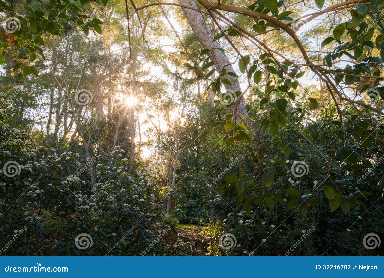 Forêt le jour ensoleillé photo stock. Image du horizontal - 32246702