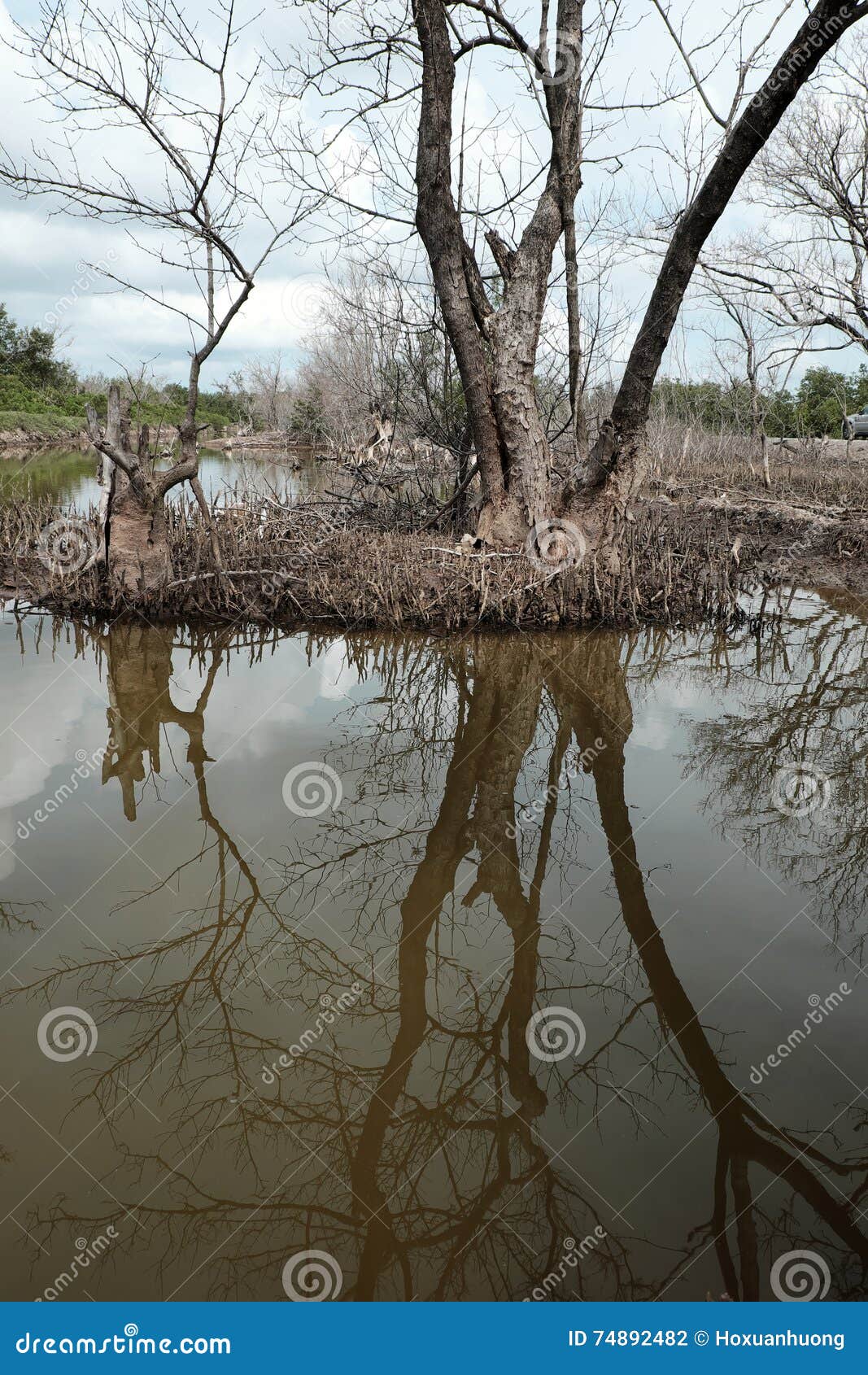 Forêt Sèche De Palétuvier, Arbre Sec Photo stock - Image du palétuviers ...