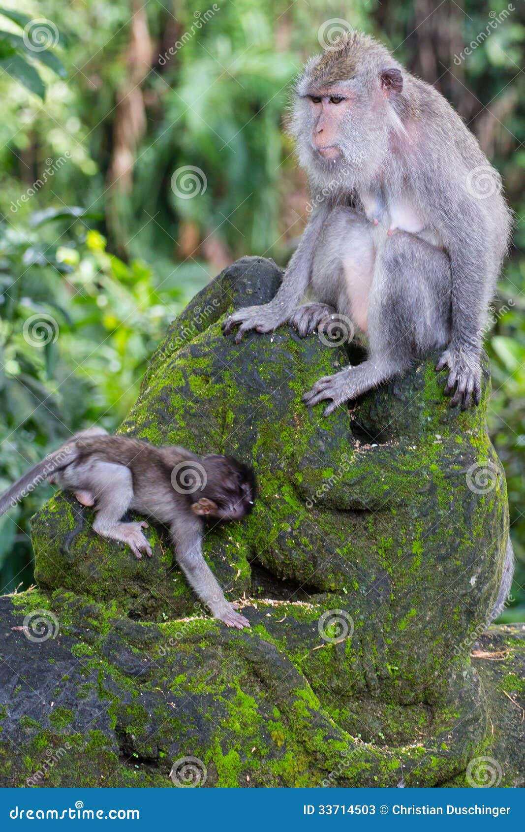 Forêt sacrée de singe image stock. Image du drôle, bali - 33714503