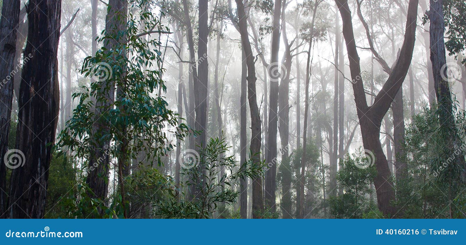 Forêt Tropicale Australienne D'eucalyptus Dans La Brume De Matin Photo ...