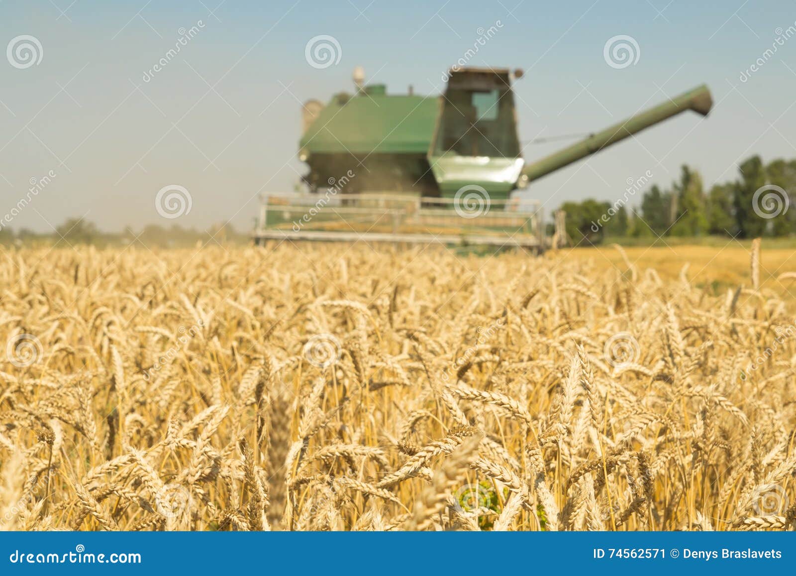 Forage Crop in the Field Mowing Wheat Stock Image - Image of equipment ...