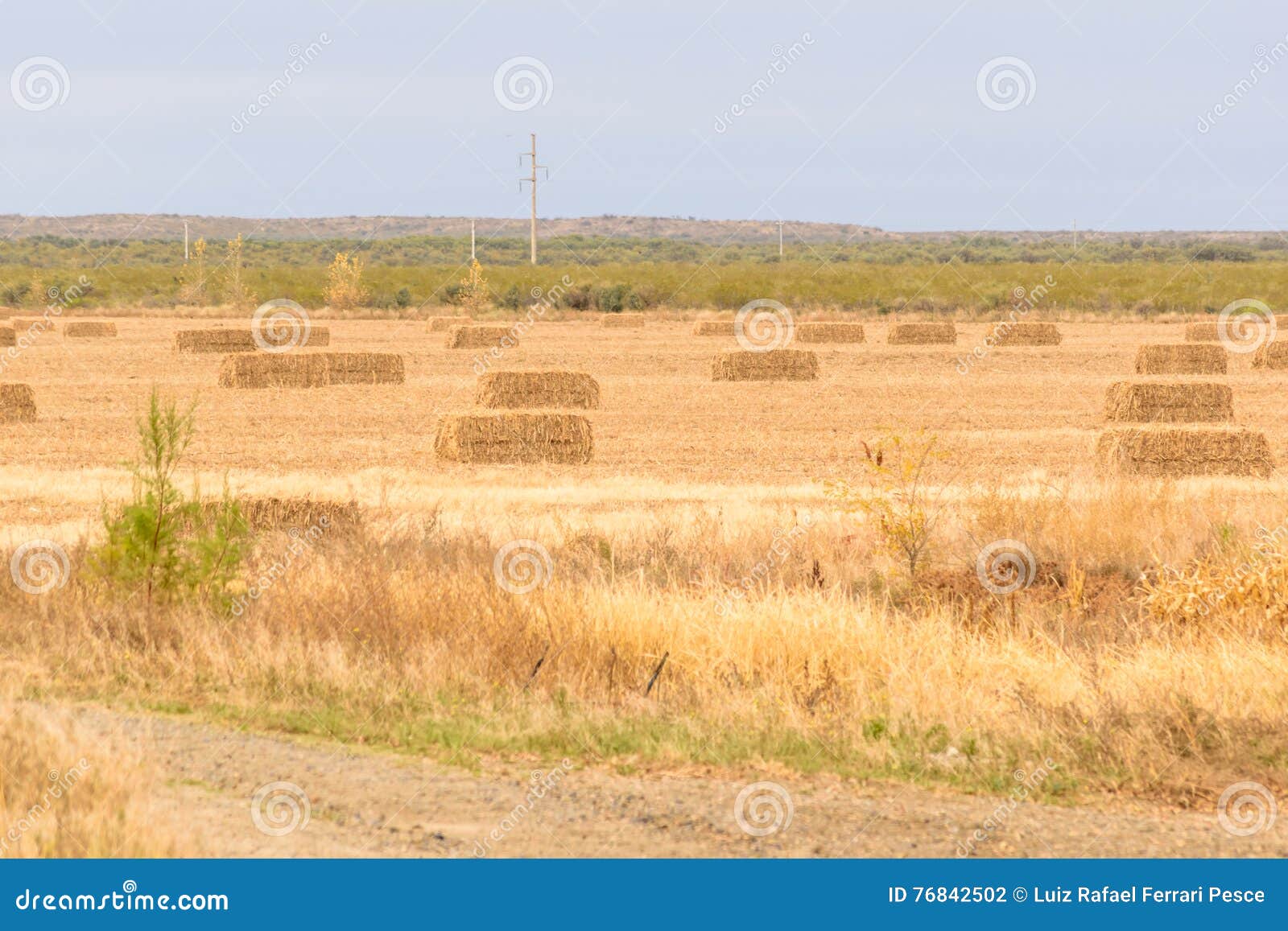 Forage farm stock photo. Image of green, lake, water - 76842502