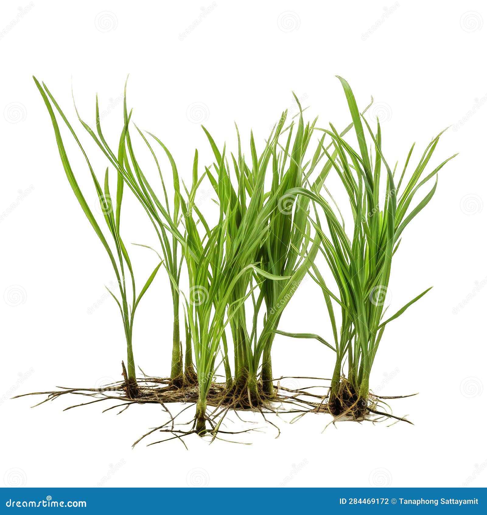 Varieties Of Root System. Black Silhouette Of Taproot And Fibrous ...