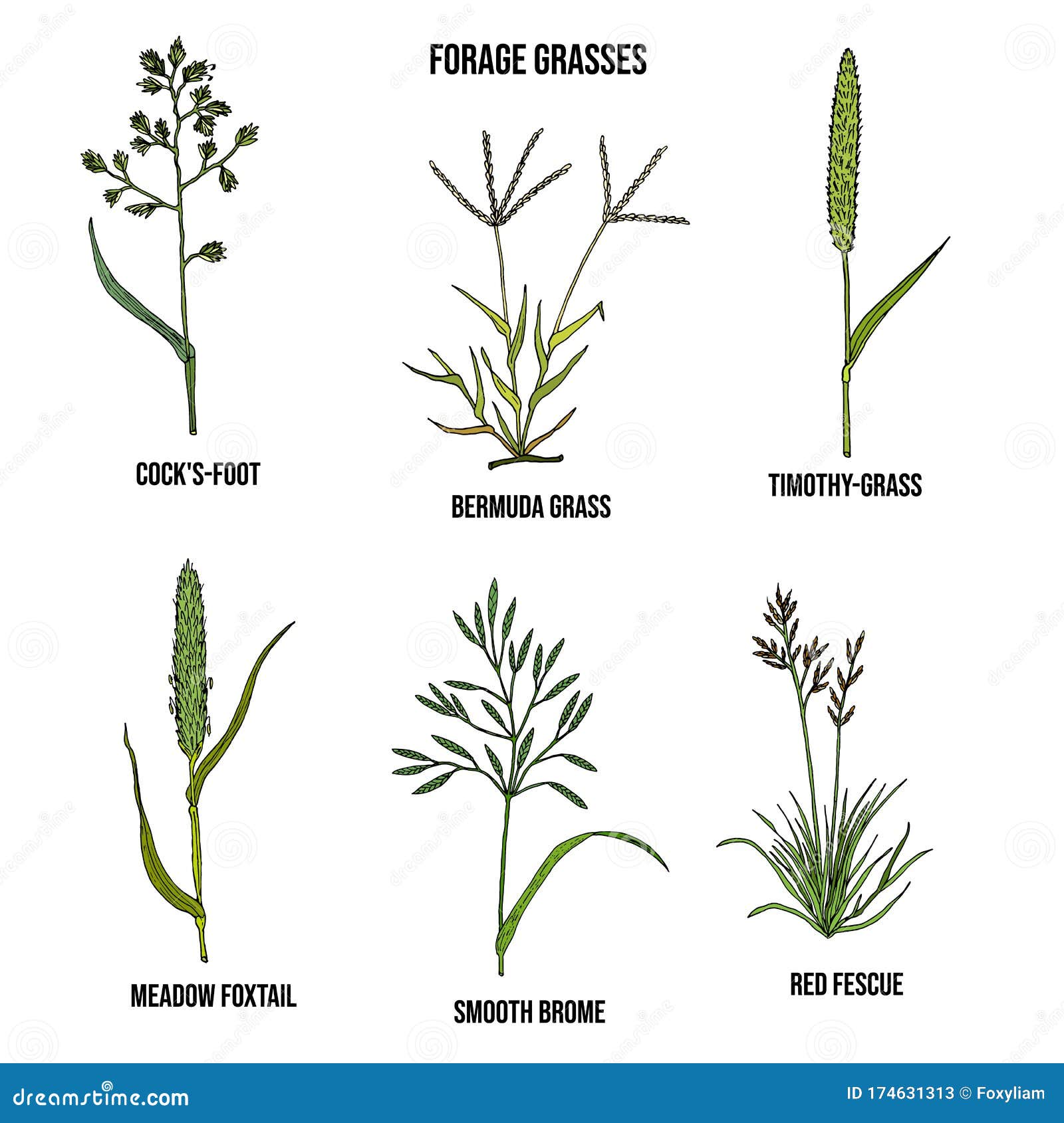 Forage grasses vector set stock vector. Illustration of cattle - 174631313