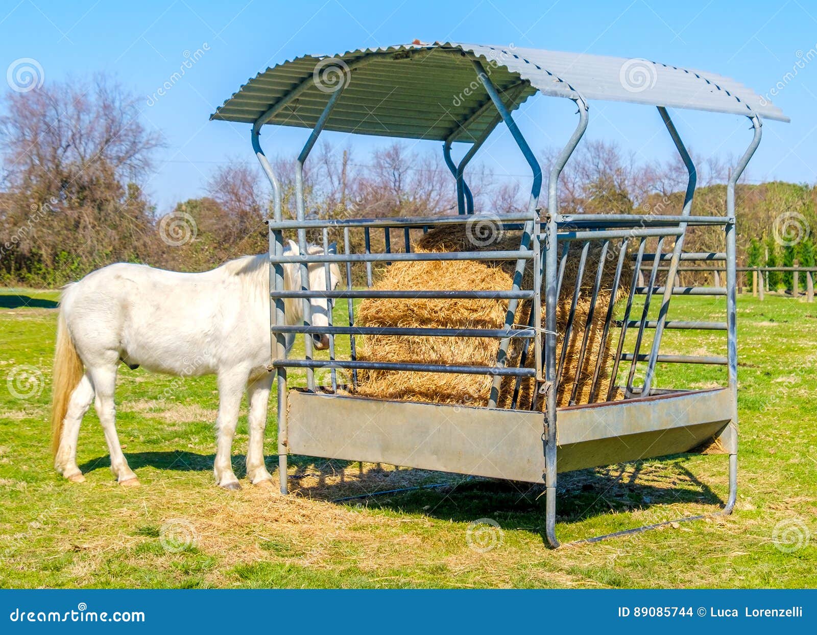 Forage horse stock photo. Image of forage, stallion, stable - 89085744