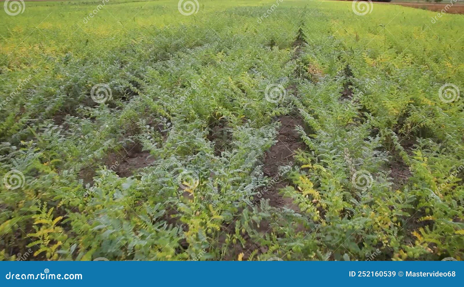 Forage Legumes. Growing Legumes in the Field Stock Video - Video of ...