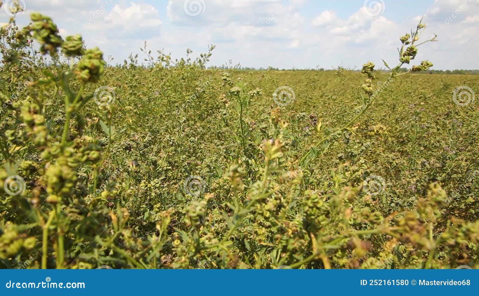 Forage Legumes. Growing Legumes in the Field Stock Footage - Video of ...