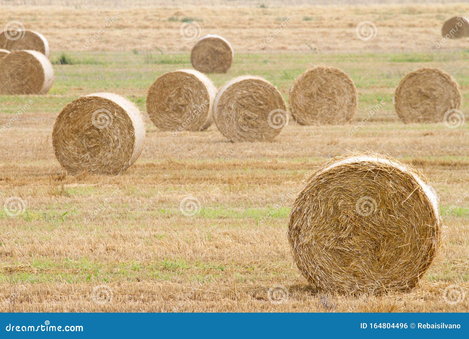 Forage rolls in fields stock photo. Image of country - 164804496