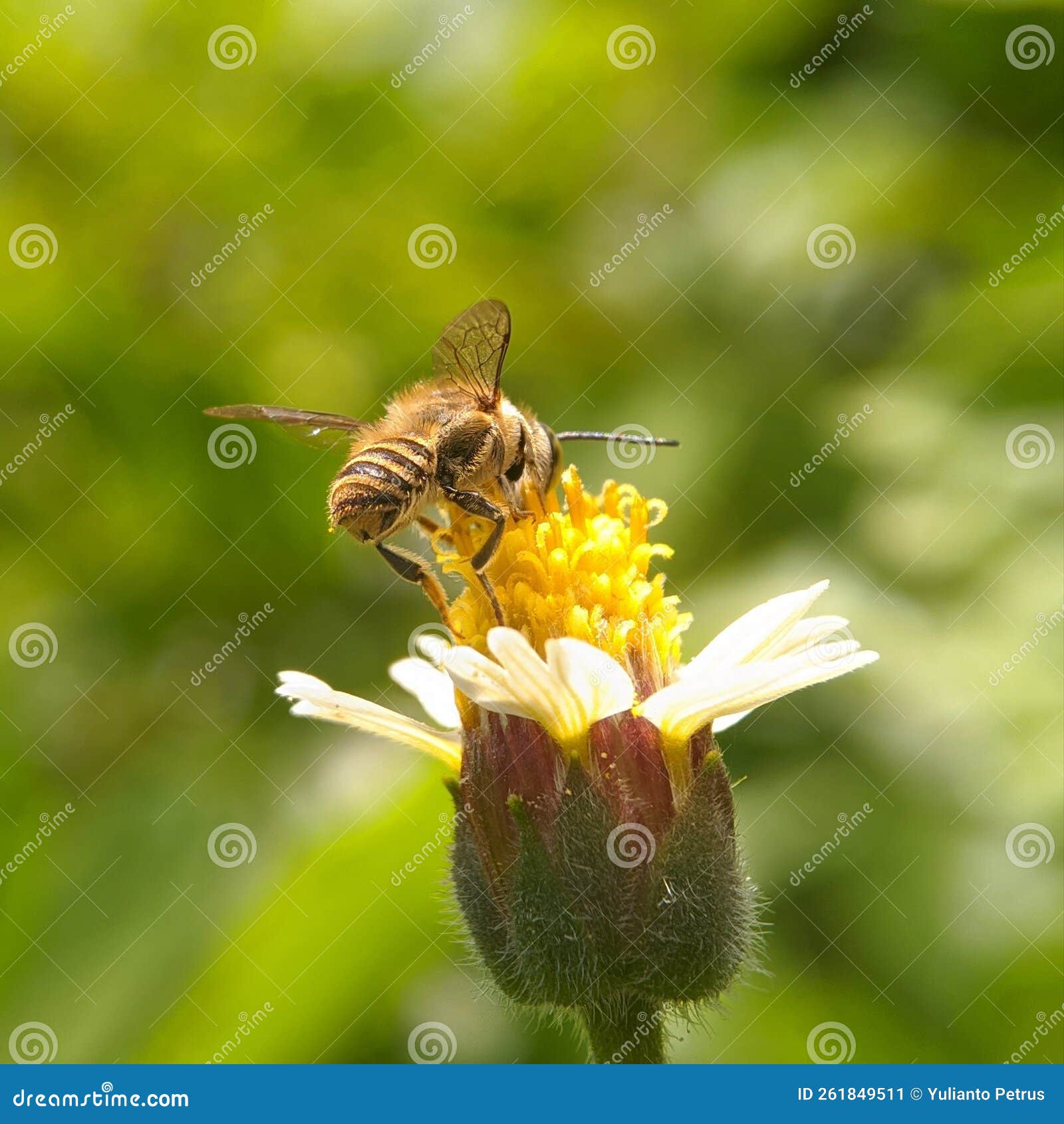 A Forager Bee Sucks Nectar from Flowers Stock Image - Image of sucks ...