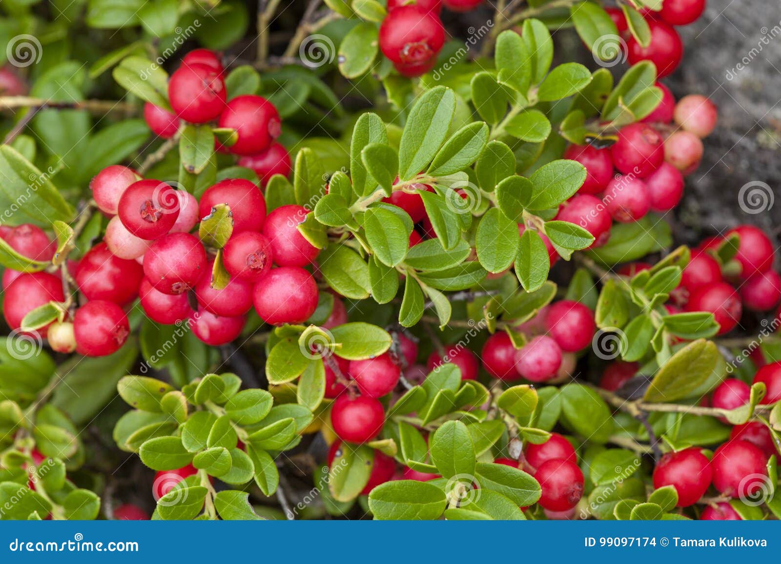 Foraging Bacground with Edible Berries Stock Photo - Image of eurasian ...