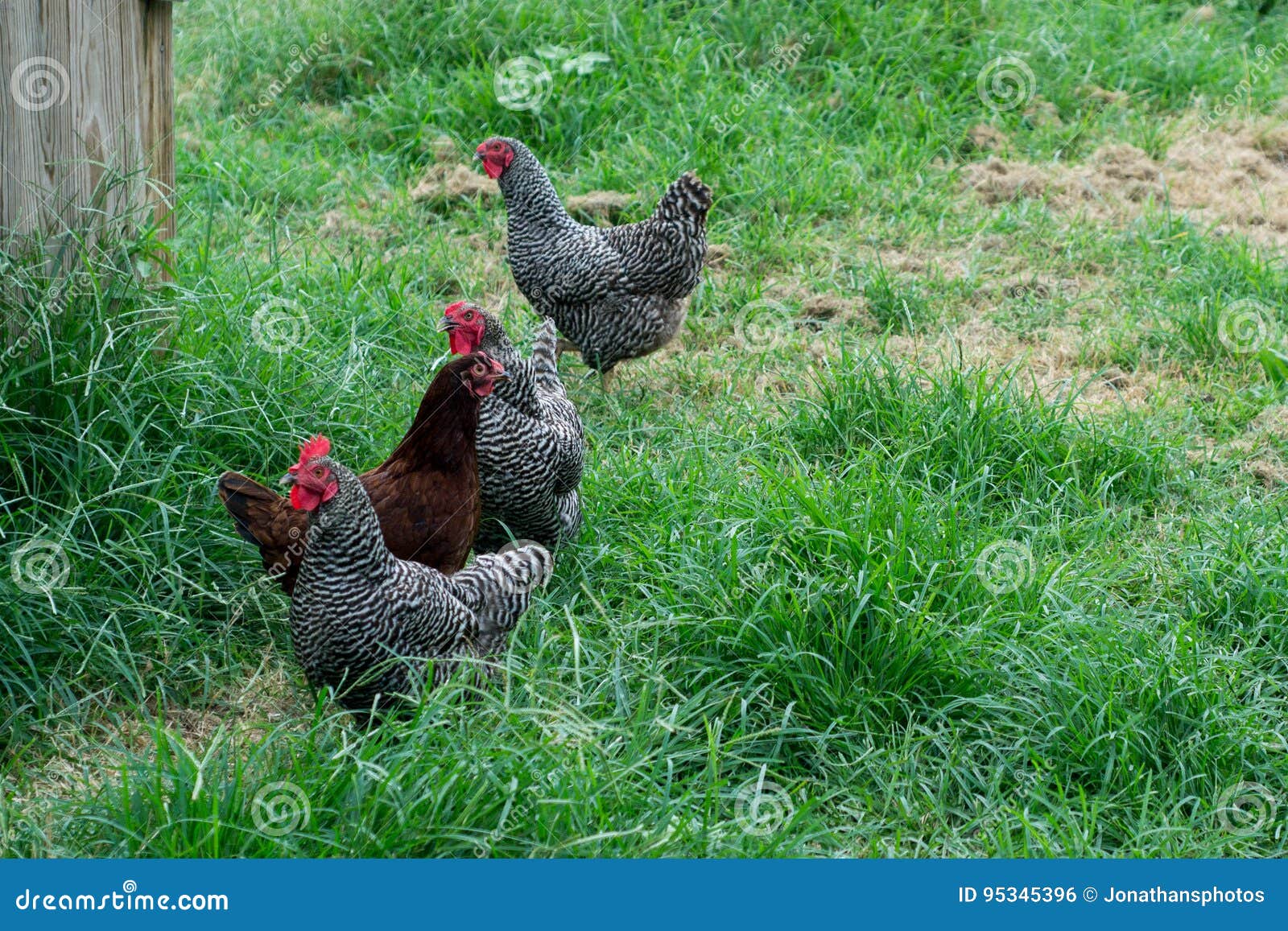 Foraging chickens stock photo. Image of freerange, bird - 95345396