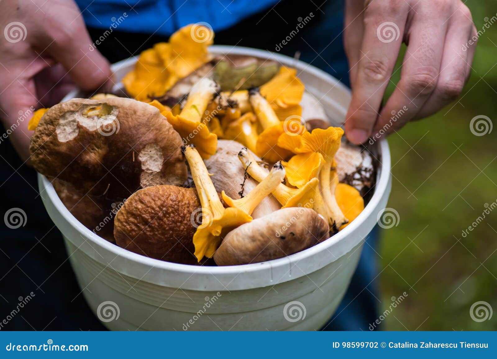 Picked Girolles Stock Photos - Free & Royalty-Free Stock Photos from ...