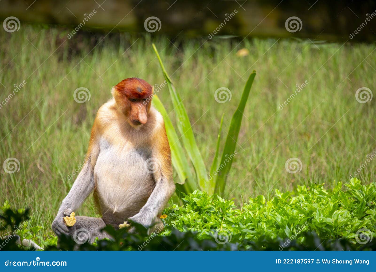 Foraging, Conservation Animals, Animals, Proboscis Monkey Stock Image ...