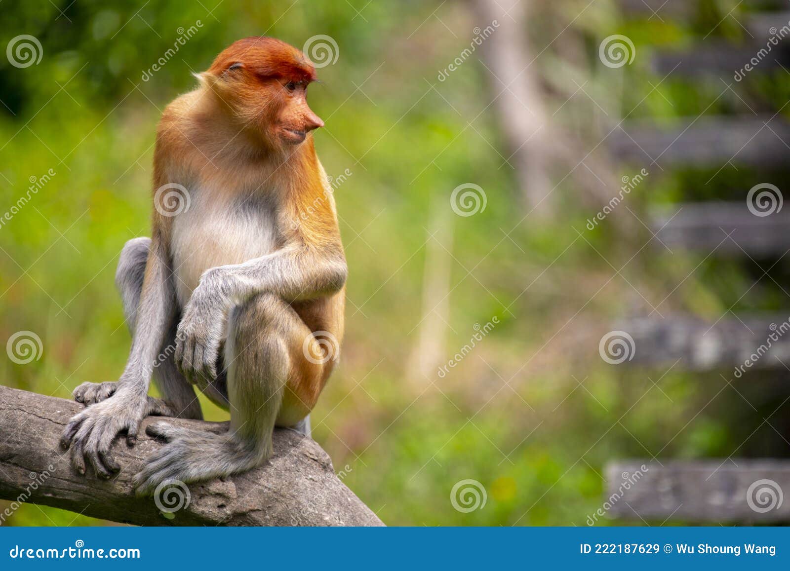 Foraging, Conservation Animals, Animals, Proboscis Monkey Stock Image ...