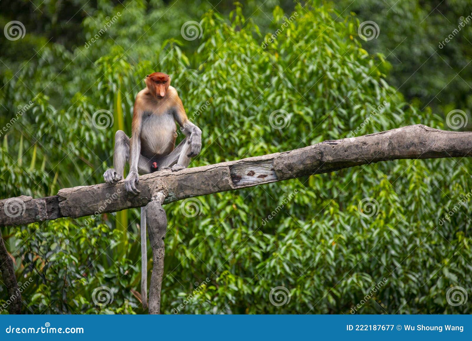 Foraging, Conservation Animals, Animals, Proboscis Monkey Stock Image ...