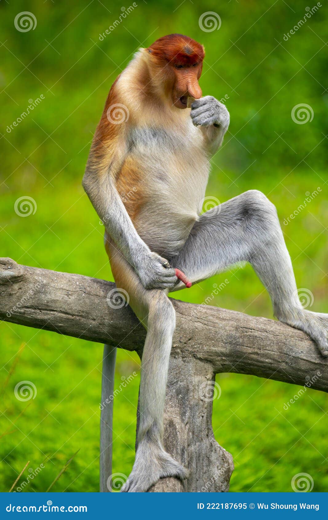 Foraging, Conservation Animals, Animals, Proboscis Monkey Stock Image ...