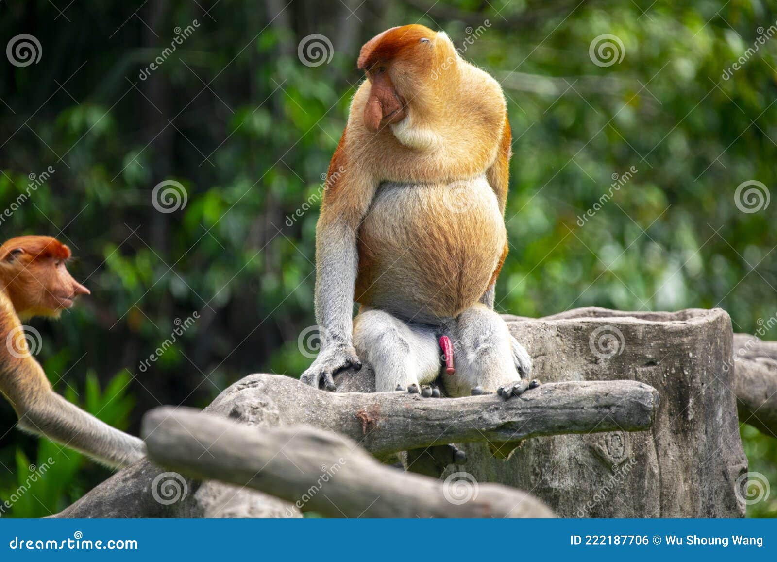 Foraging, Conservation Animals, Animals, Proboscis Monkey Stock Photo ...
