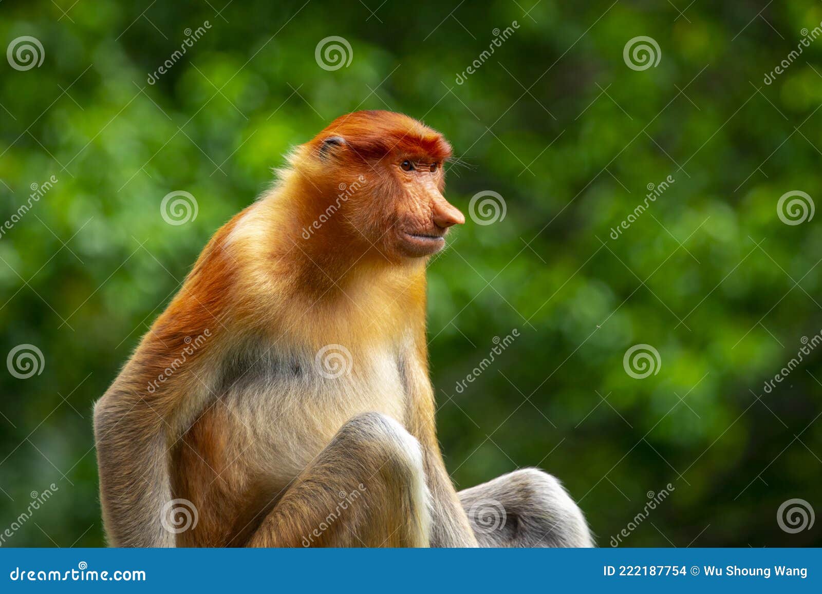 Foraging, Conservation Animals, Animals, Proboscis Monkey Stock Photo ...