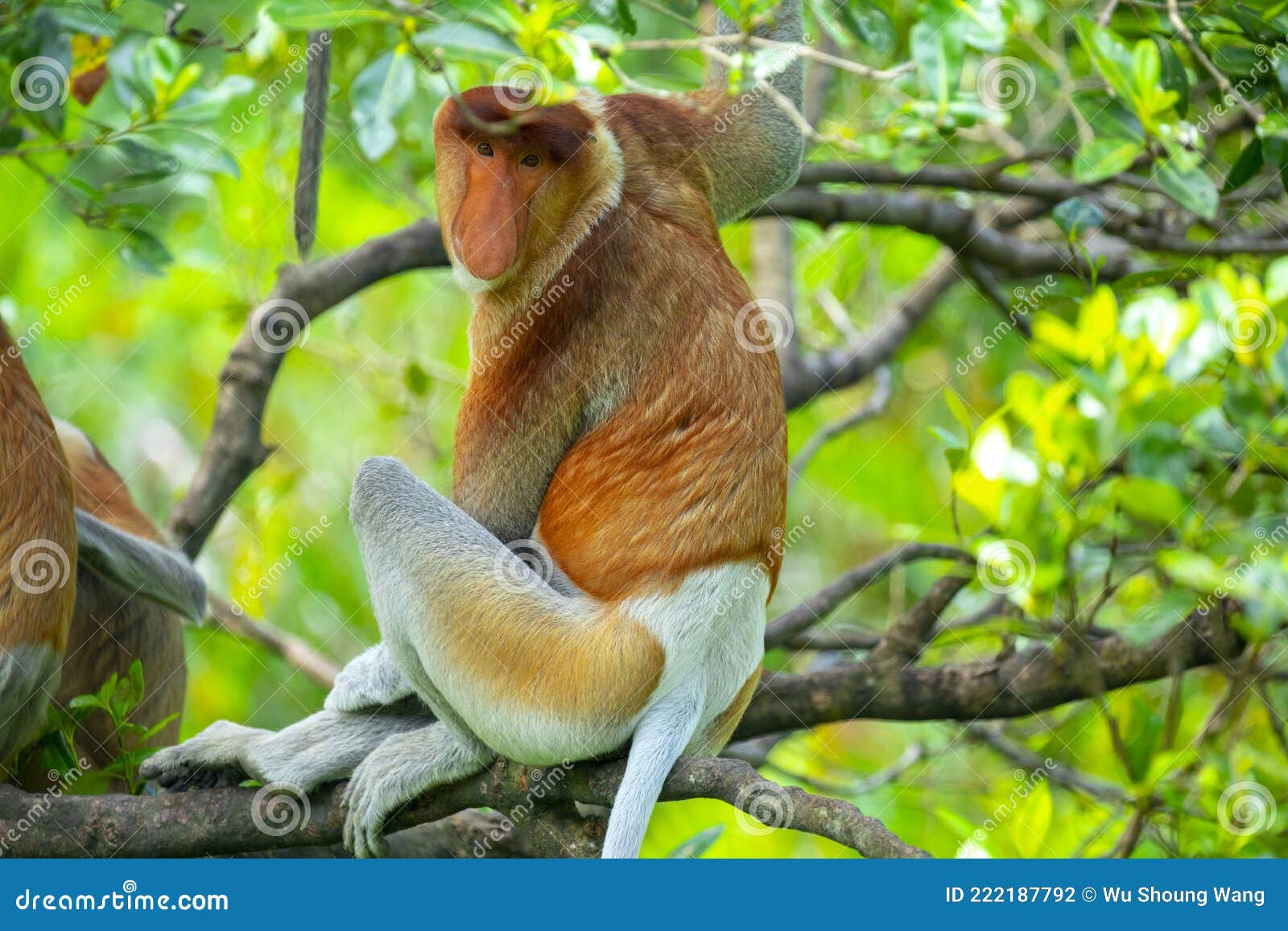 Foraging, Conservation Animals, Animals, Proboscis Monkey Stock Photo ...