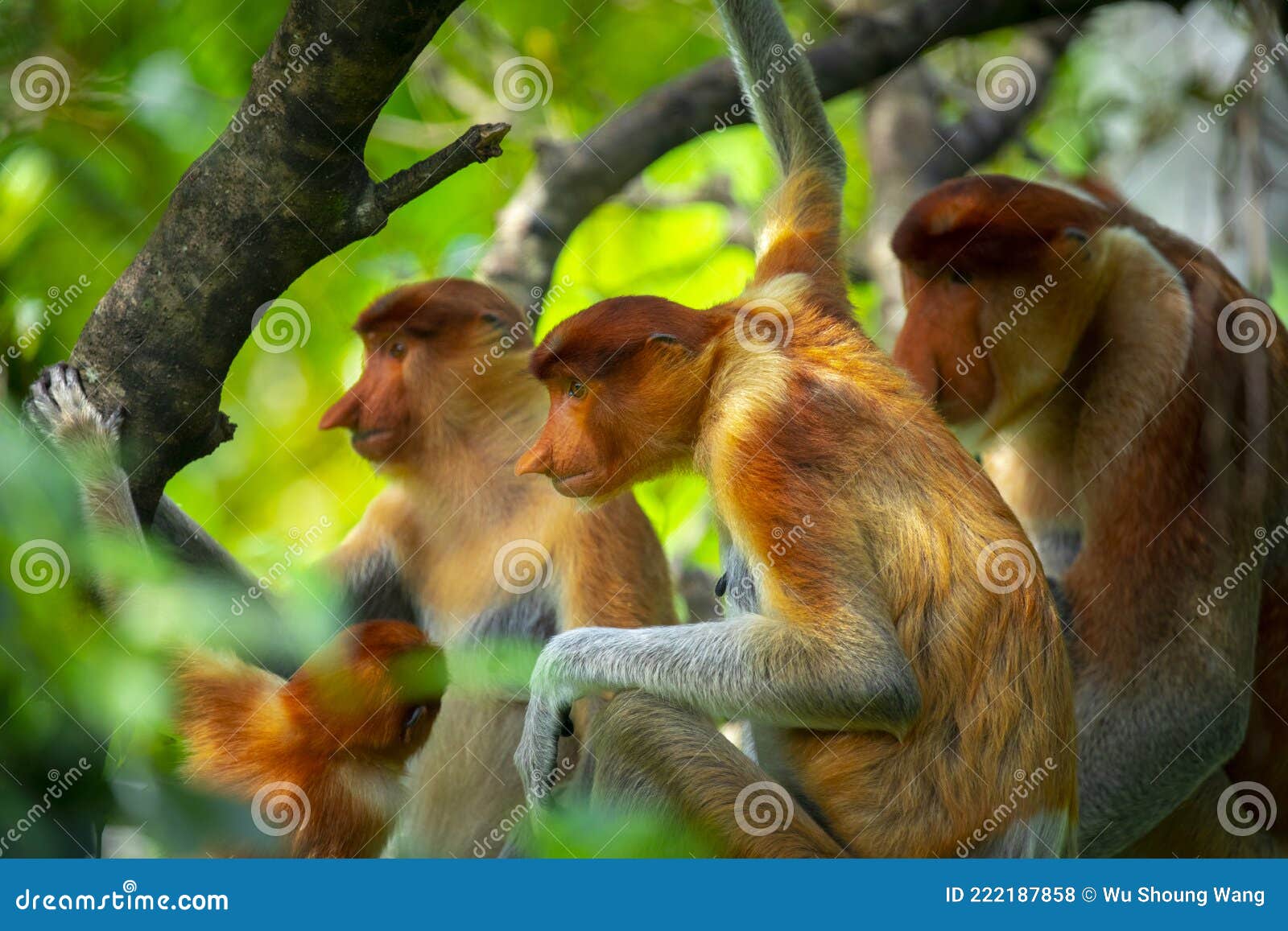 Foraging, Conservation Animals, Animals, Proboscis Monkey Stock Photo ...