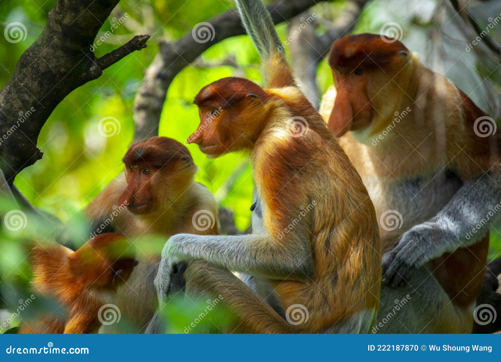 Foraging, Conservation Animals, Animals, Proboscis Monkey Stock Photo ...