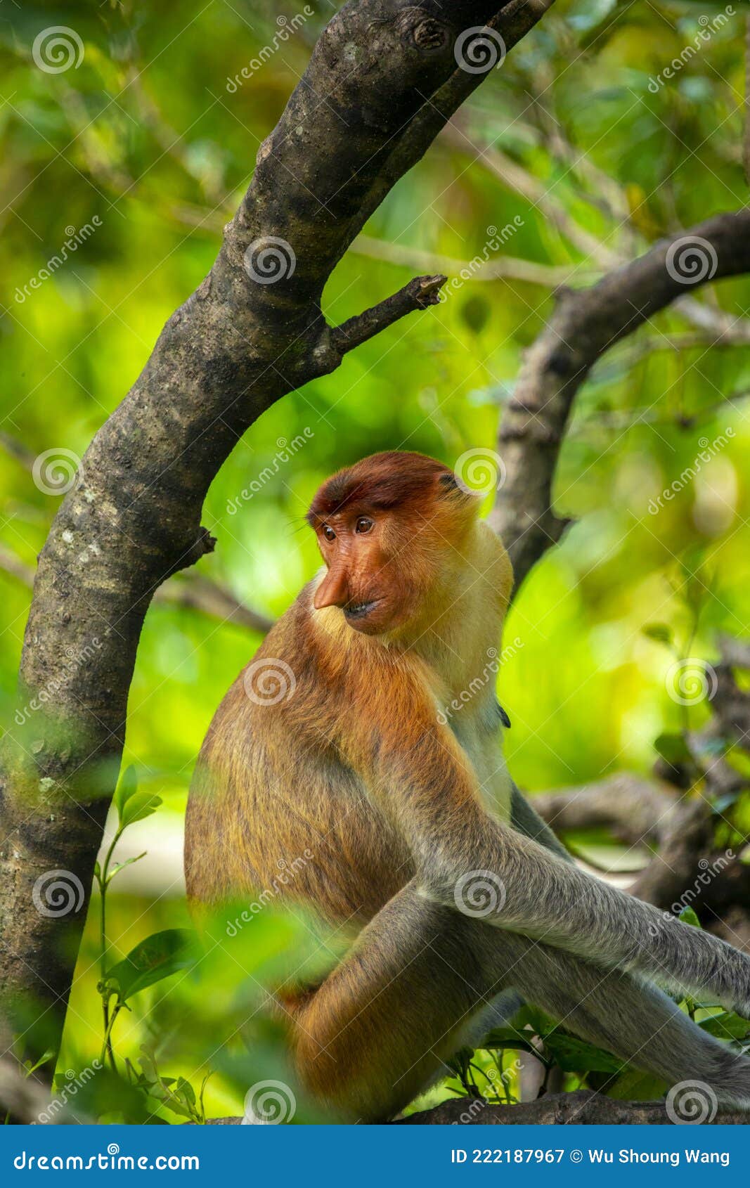 Foraging, Conservation Animals, Animals, Proboscis Monkey Stock Image ...
