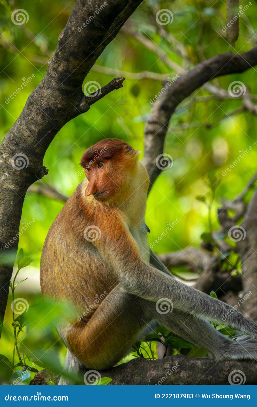 Foraging, Conservation Animals, Animals, Proboscis Monkey Stock Image ...