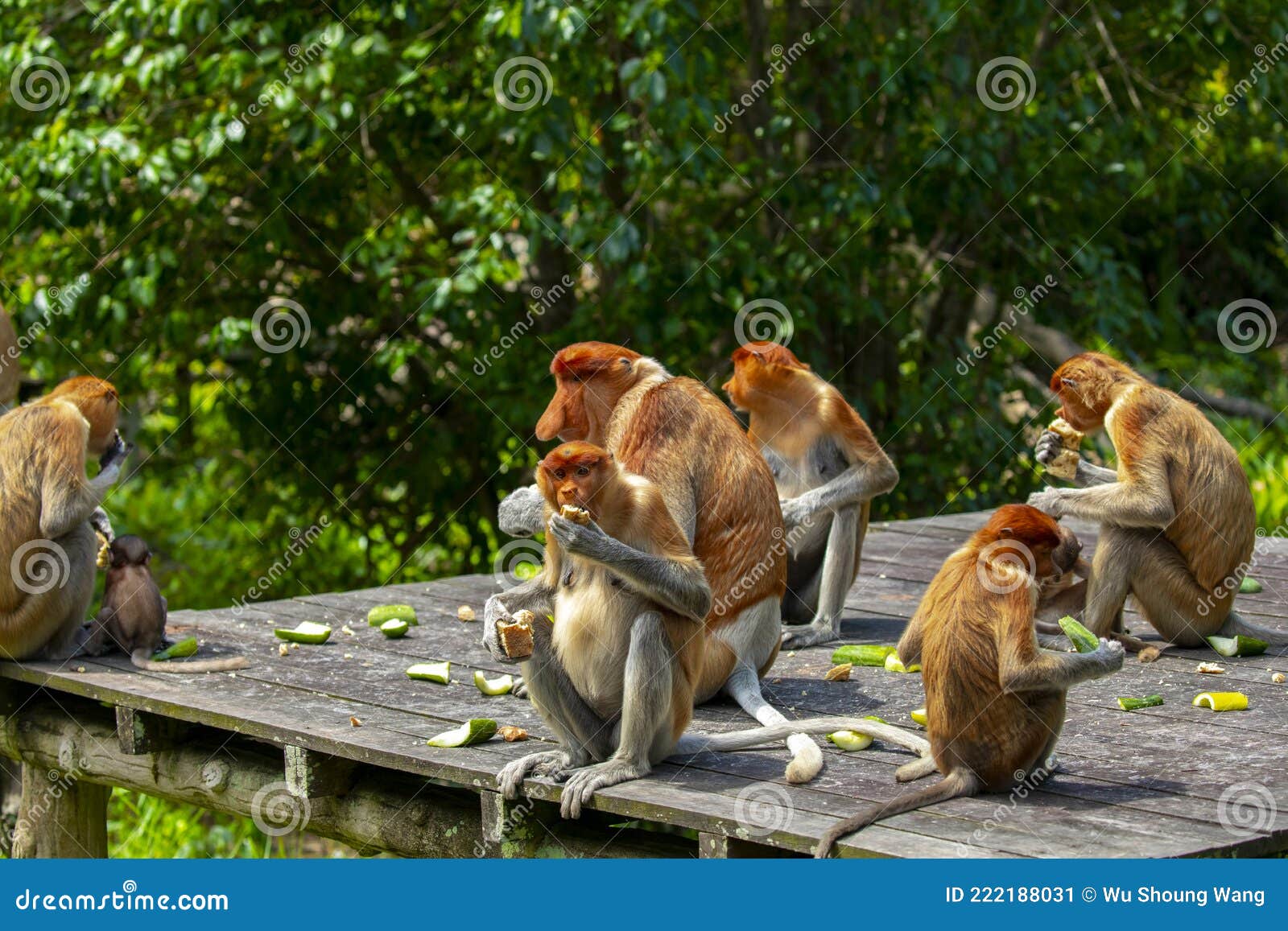 Foraging, Conservation Animals, Animals, Proboscis Monkey Stock Image ...