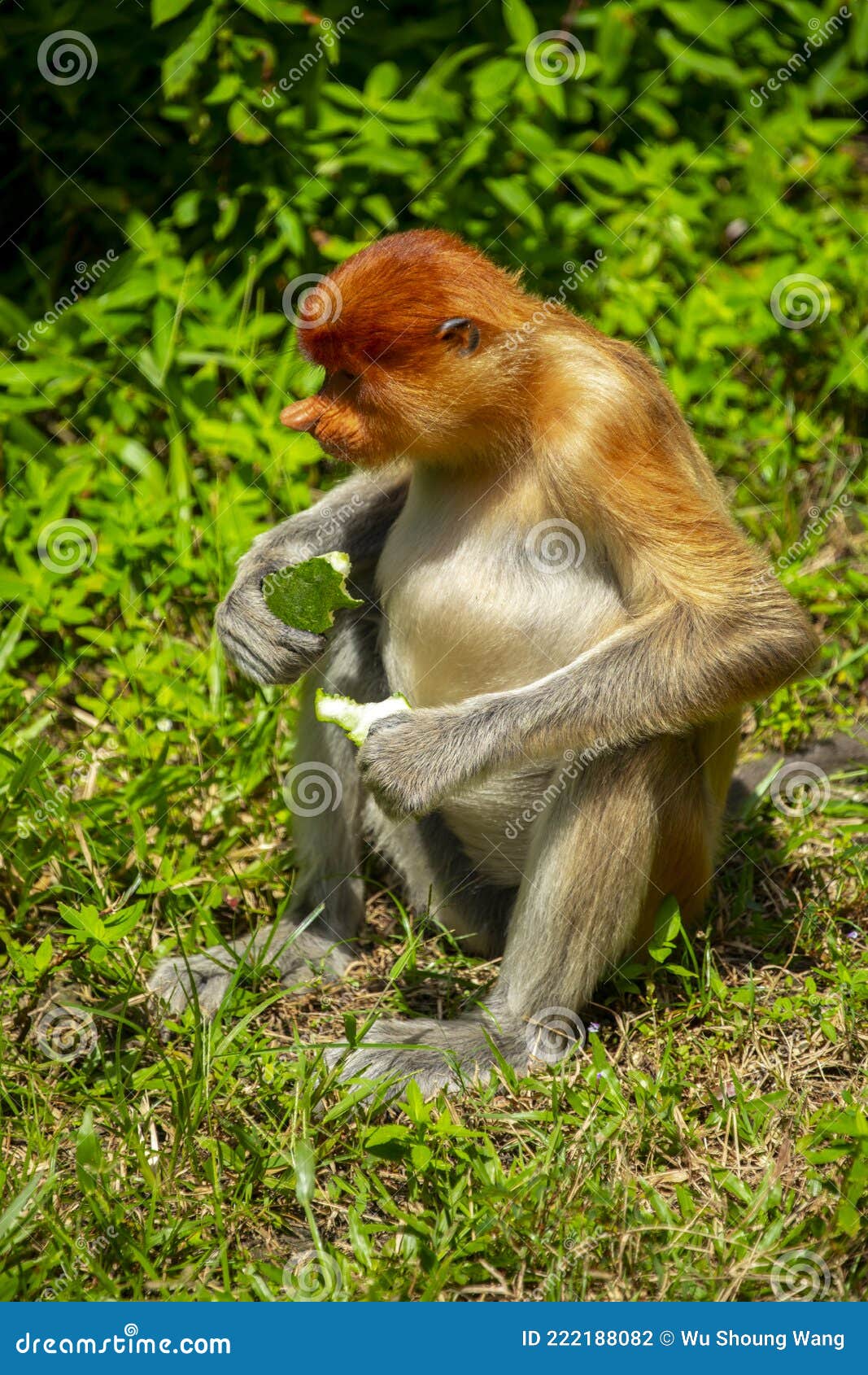 Foraging, Conservation Animals, Animals, Proboscis Monkey Stock Photo ...
