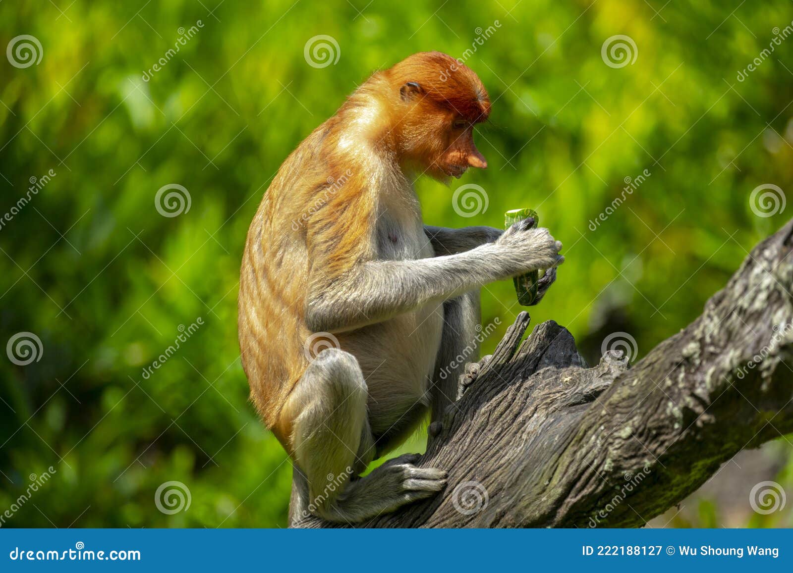 Foraging, Conservation Animals, Animals, Proboscis Monkey Stock Image ...