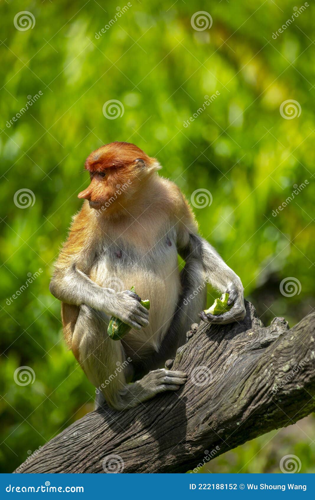 Foraging, Conservation Animals, Animals, Proboscis Monkey Stock Photo ...
