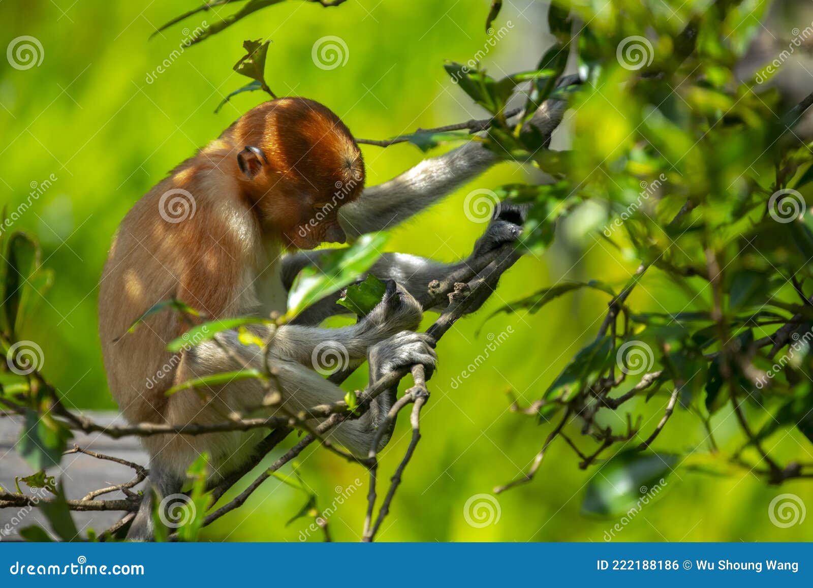 Foraging, Conservation Animals, Animals, Proboscis Monkey Stock Photo ...