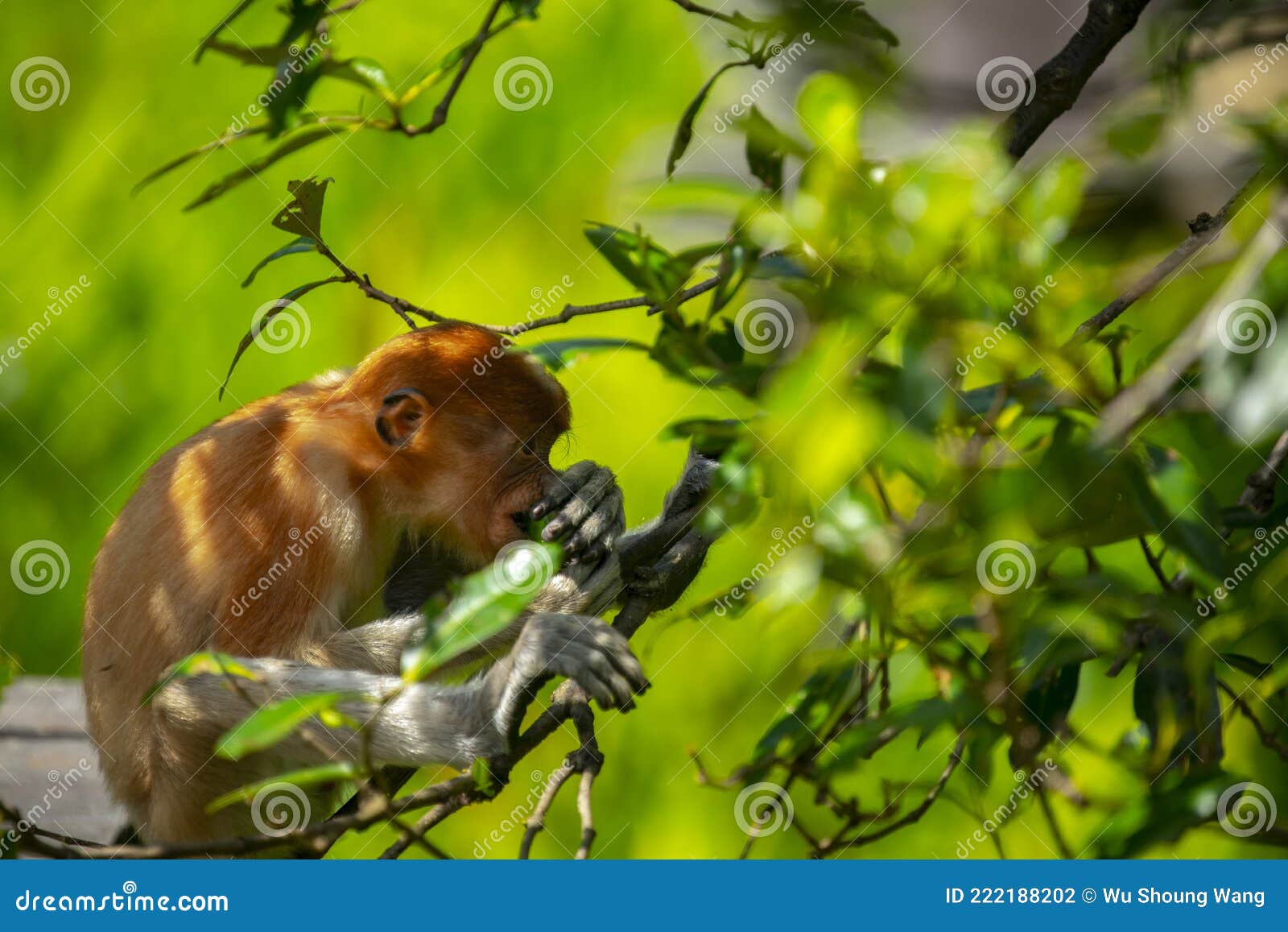 Foraging, Conservation Animals, Animals, Proboscis Monkey Stock Photo ...