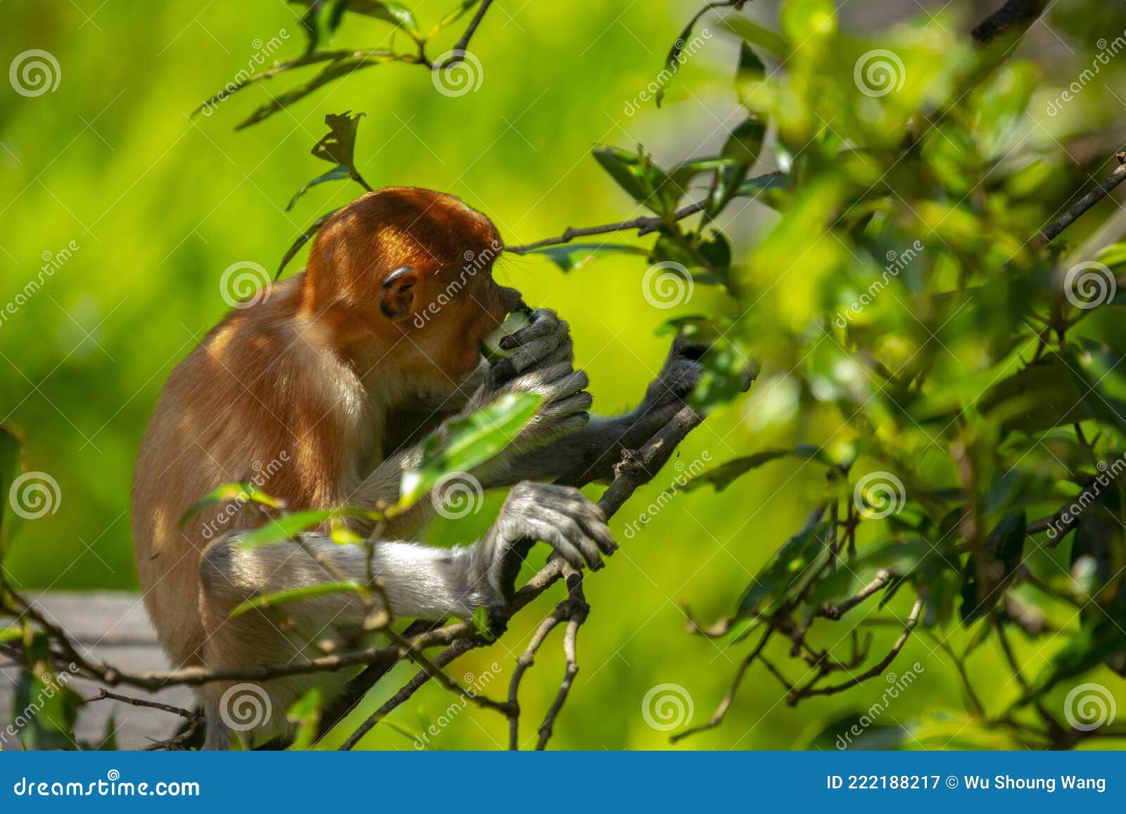 Foraging, Conservation Animals, Animals, Proboscis Monkey Stock Image ...