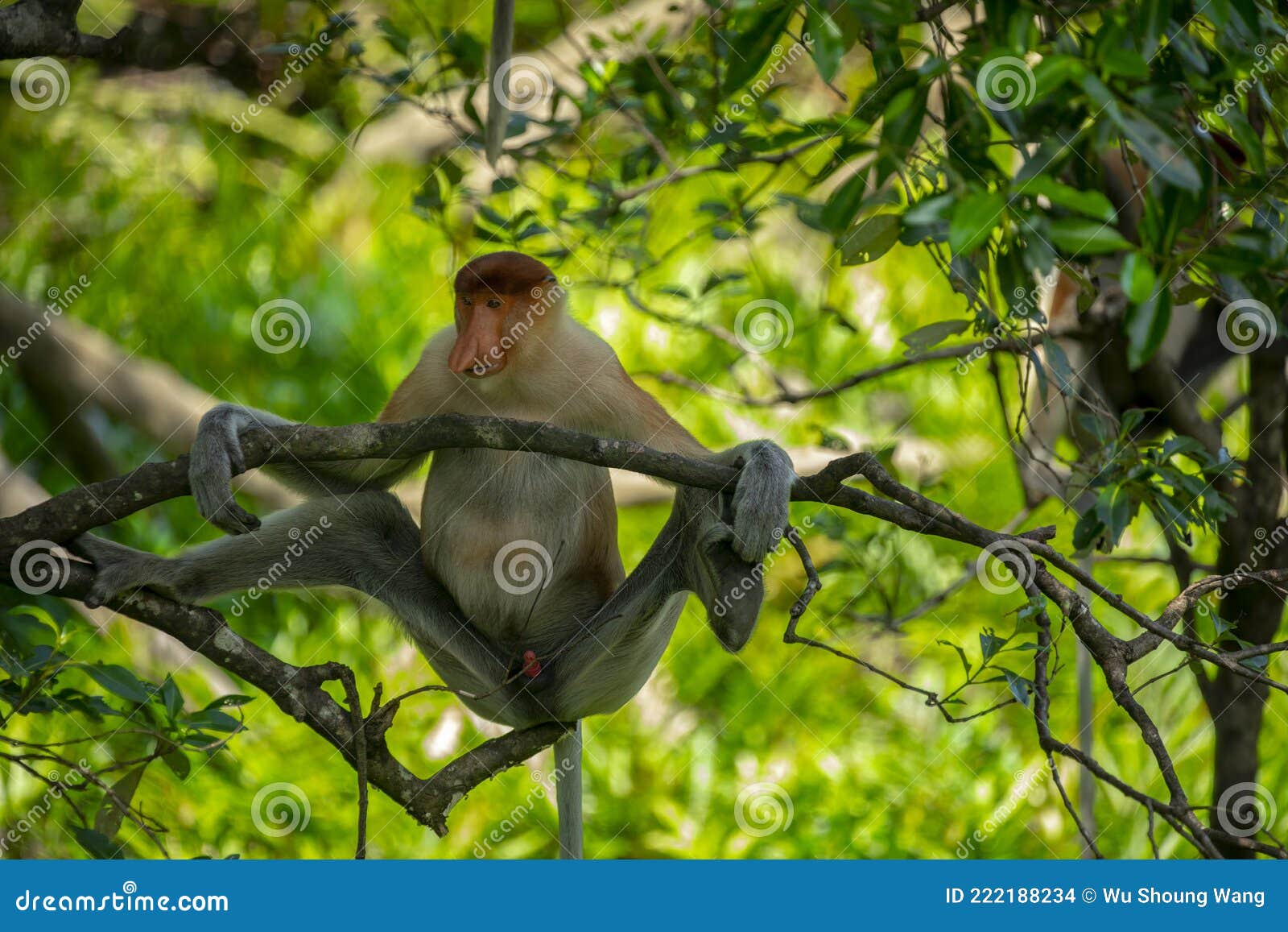 Foraging, Conservation Animals, Animals, Proboscis Monkey Stock Photo ...
