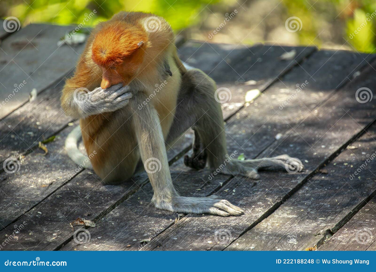 Foraging, Conservation Animals, Animals, Proboscis Monkey Stock Photo ...