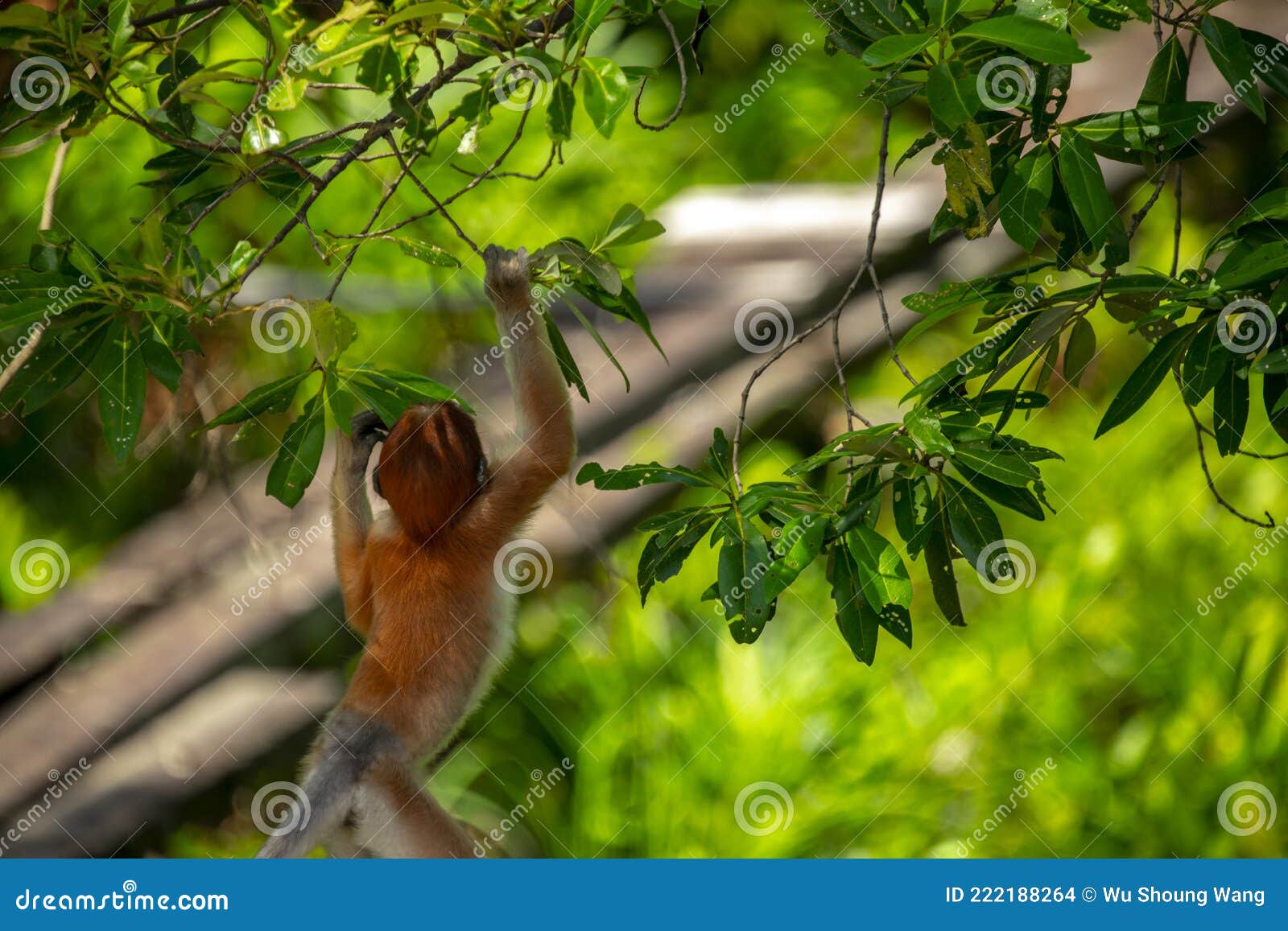 Foraging, Conservation Animals, Animals, Proboscis Monkey Stock Photo ...